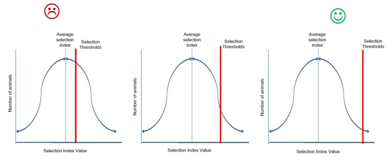 Selection Intensity - Growth Data | GenOvis
